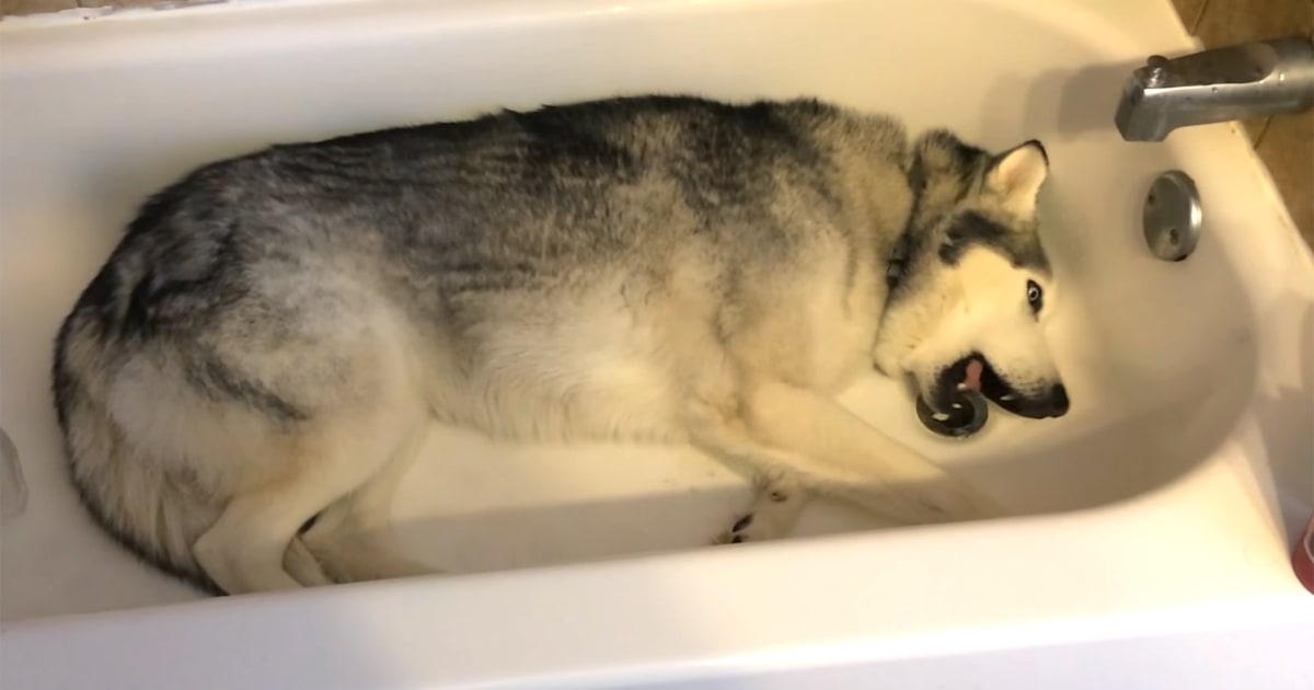 Siberian husky throws hilarious bath-time temper tantrum
