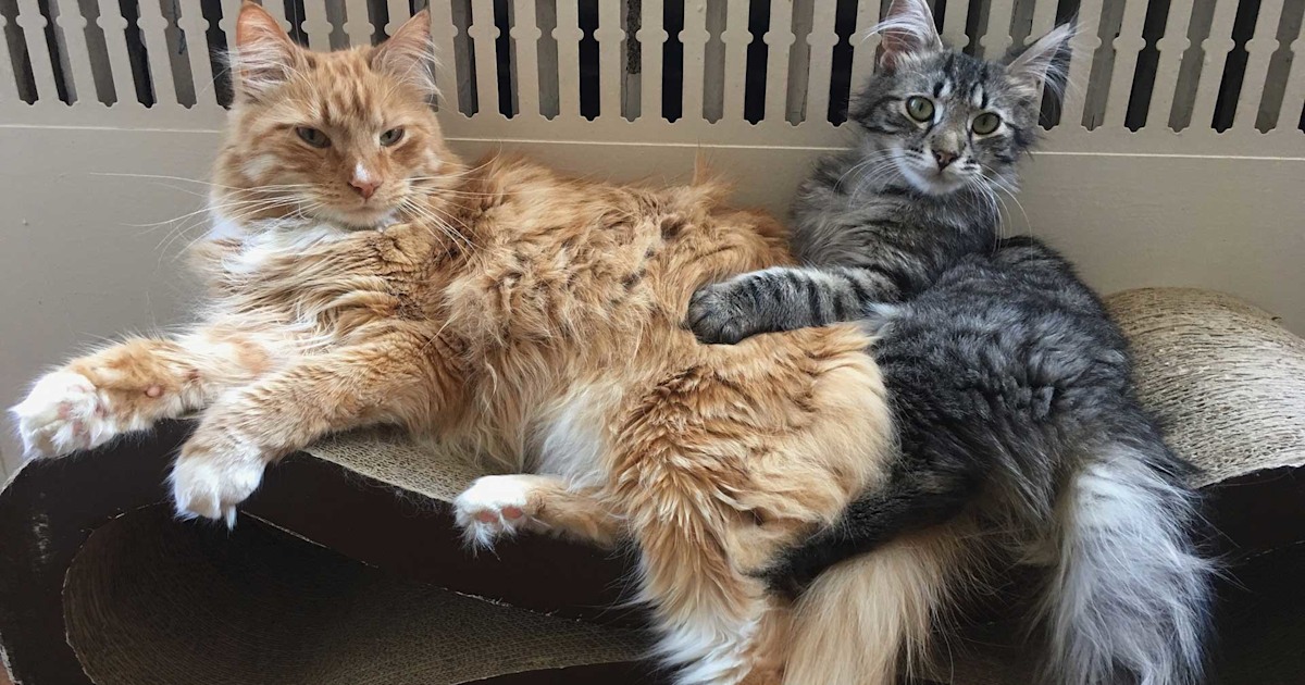 Felines react to David Teie's 'Music for Cats' album