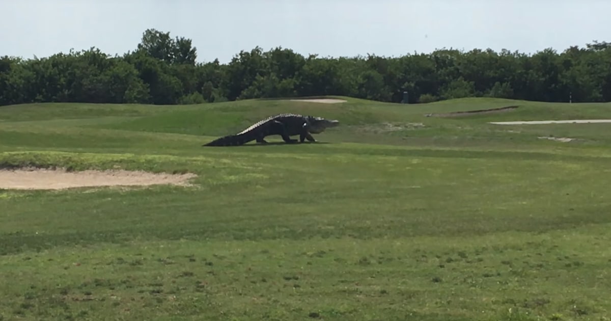 Enormous alligator rumbles down fairway at Florida course, stunning golfers