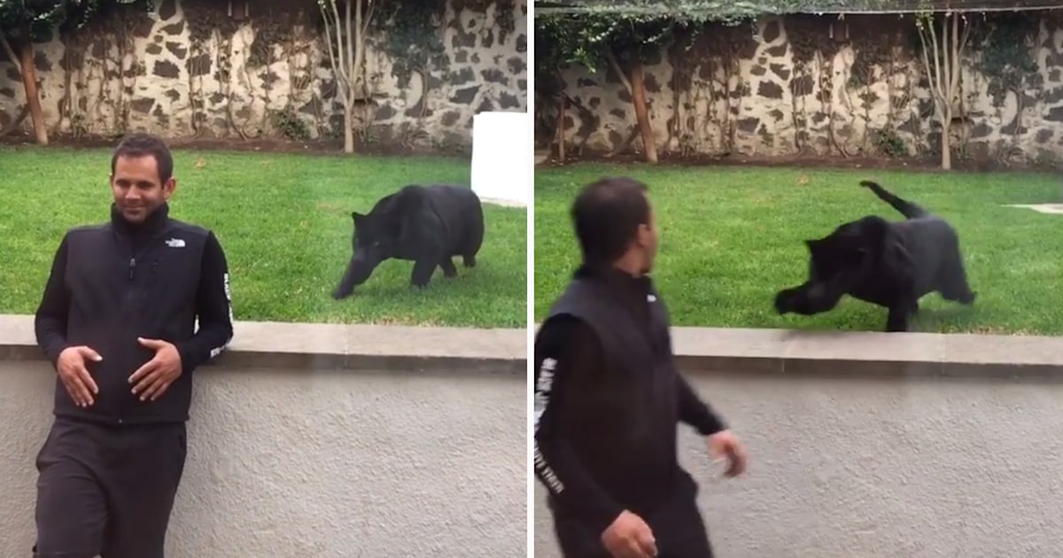 This panther ‘attack’ ended in the sweetest possible way