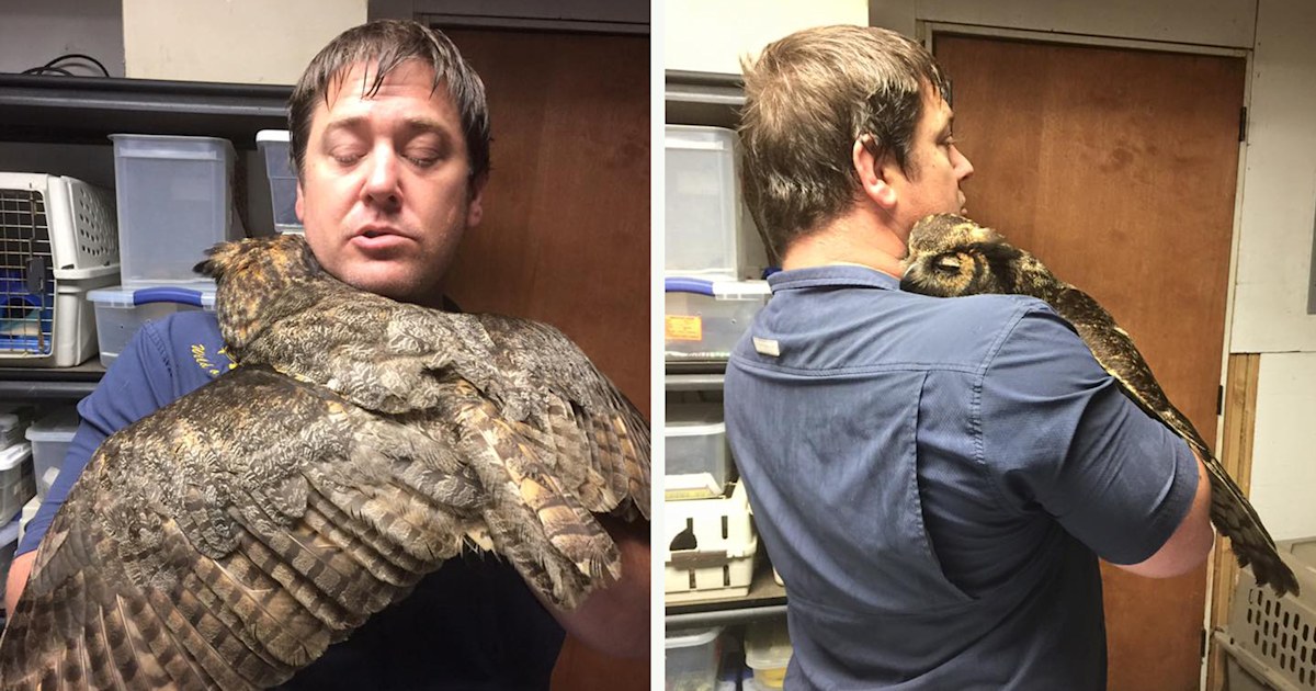 Rescued owl gives big 'hug' to the man who helped save her life