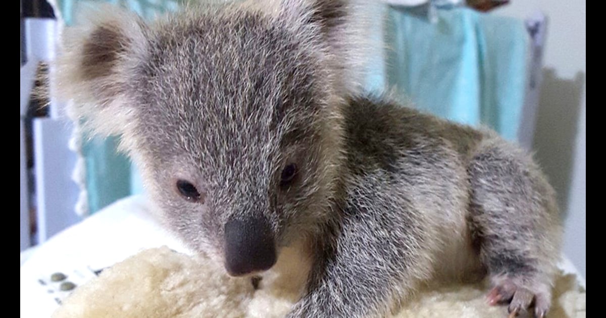 Cute warning: This tiny koala might just be too adorable