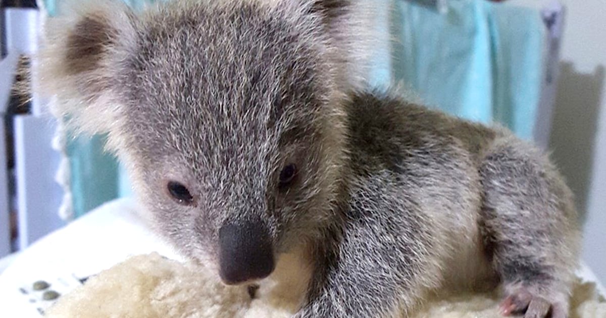 Cute warning: This tiny koala might just be too adorable