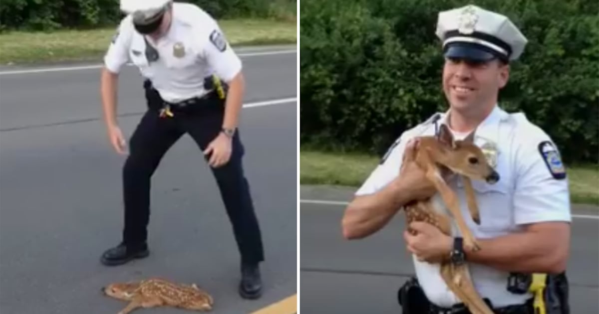 Policeman rescues exhausted fawn resting on a road