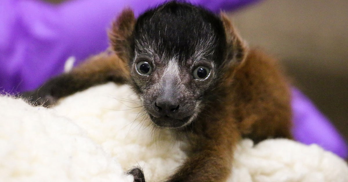 The Nashville Zoo have the newest members: 3 lemurs!