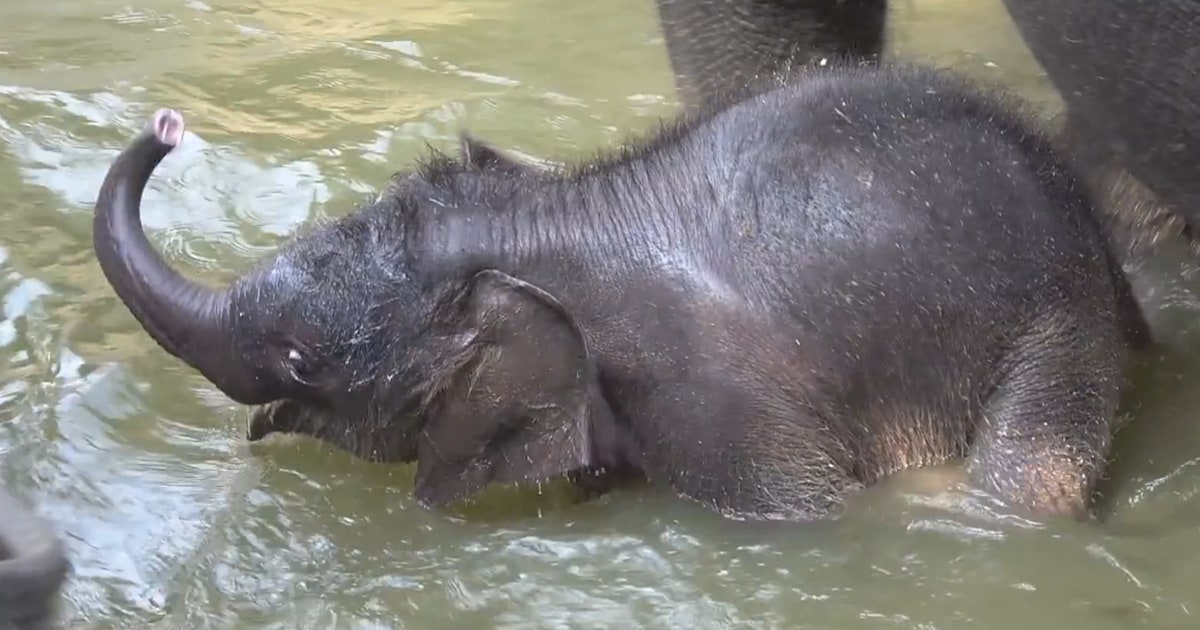 Watch elephant celebrate 1-month birthday with a splash