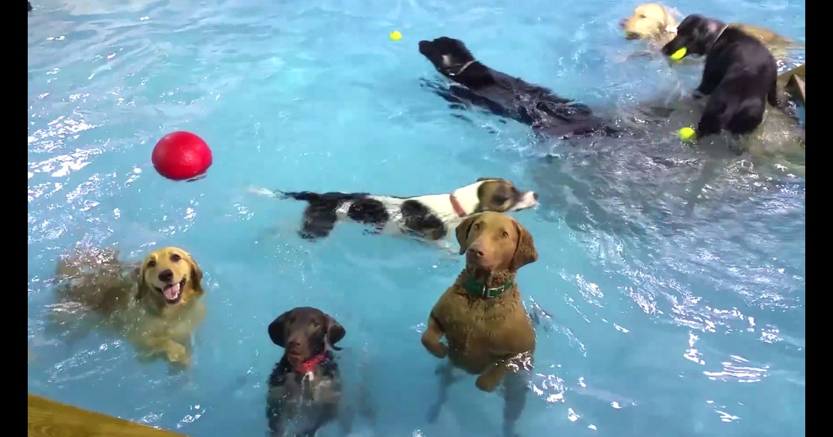 This socially awkward dog is the introvert in all of us: Watch the clip