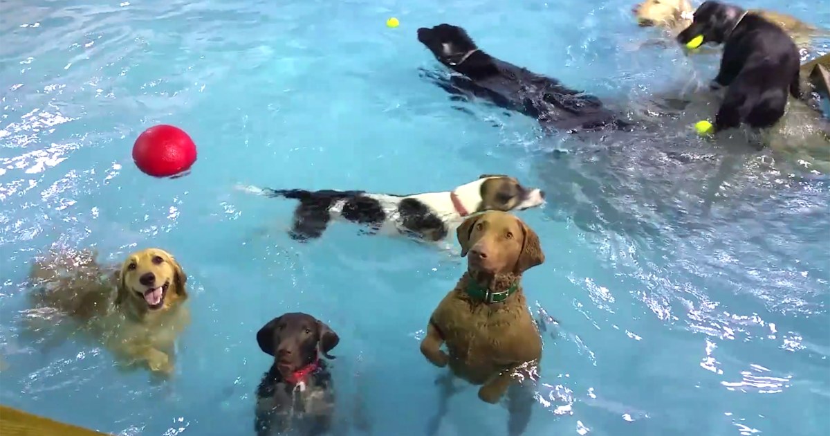 This socially awkward dog is the introvert in all of us: Watch the clip