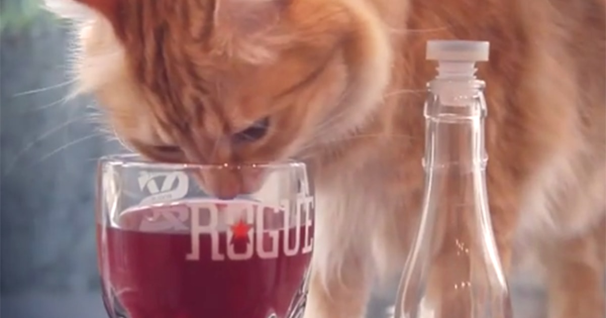 Pinot Meow? Wine for cats is now a thing