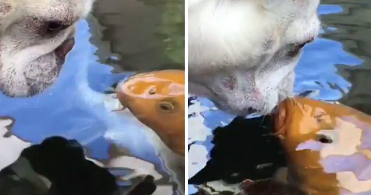 Watch the love bloom between this bulldog and koi fish