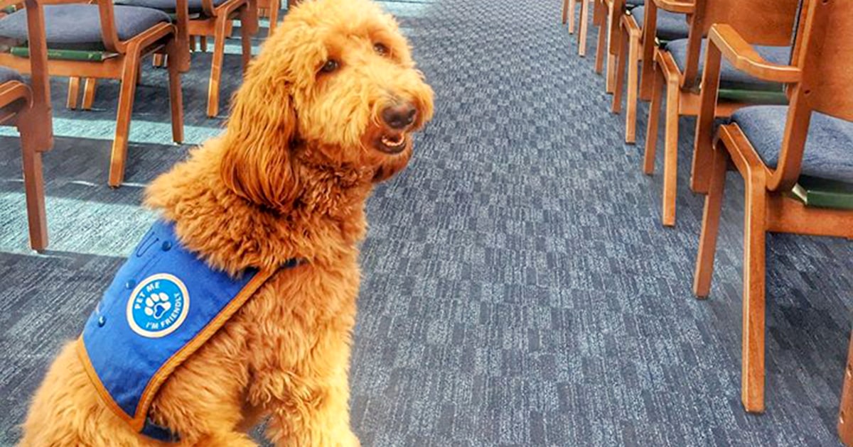 Funeral home therapy dog brings comfort and unexpected smiles to ...