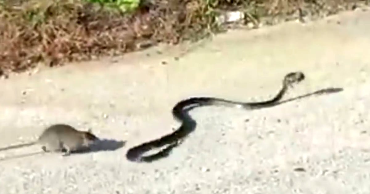 Mama rat saves baby from the jaws of a snake