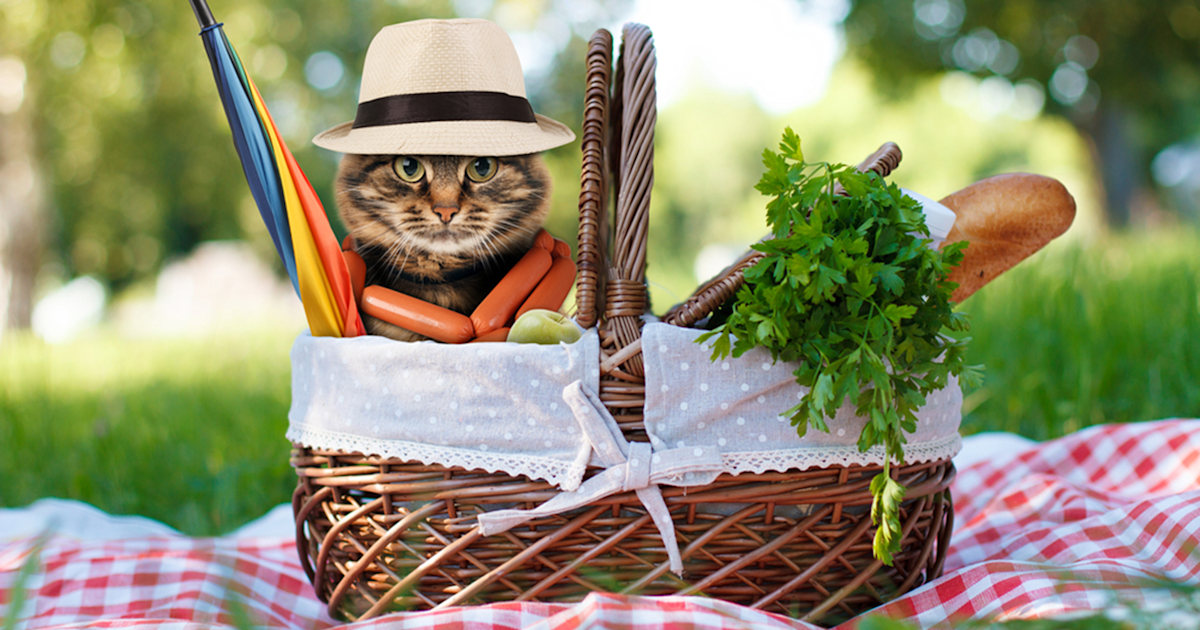 Tips for a perfect picnic plus recipes