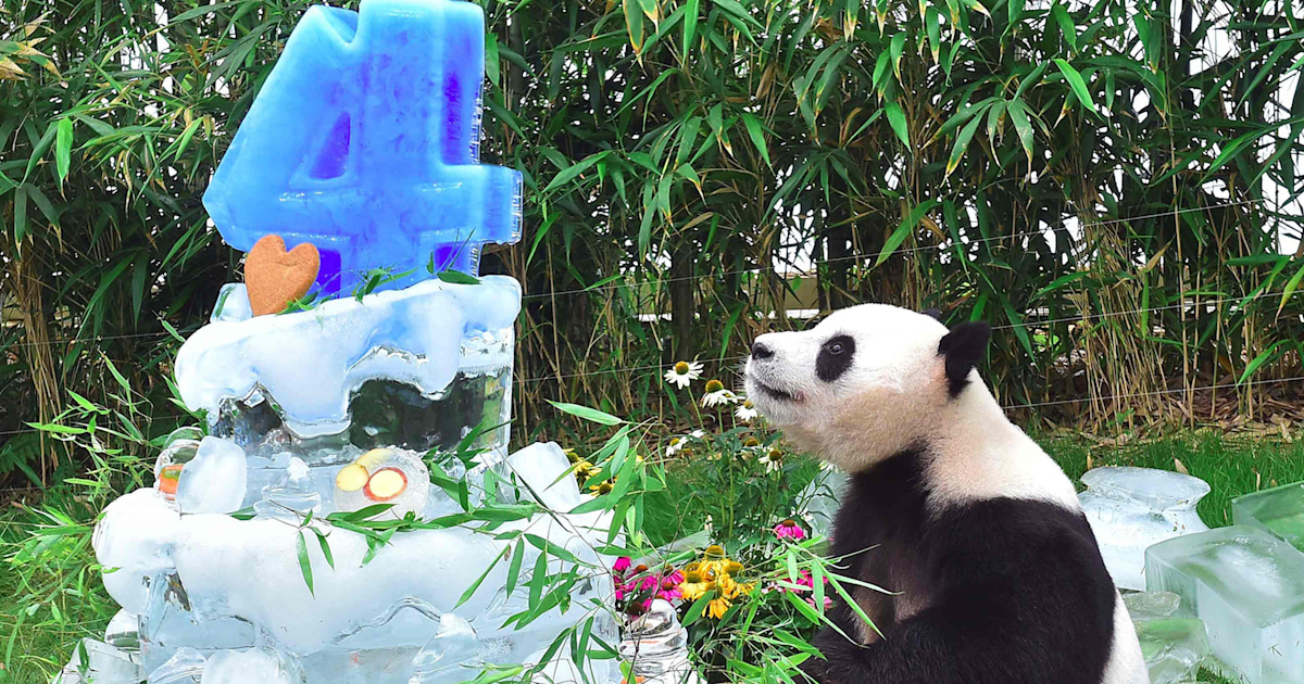 Panda party and more in this week's best animal pictures