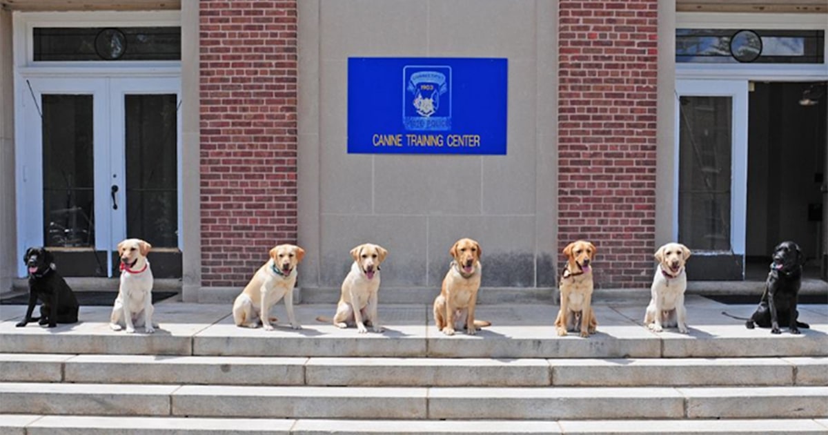Pup and circumstance! Police dogs honored with graduation ceremony