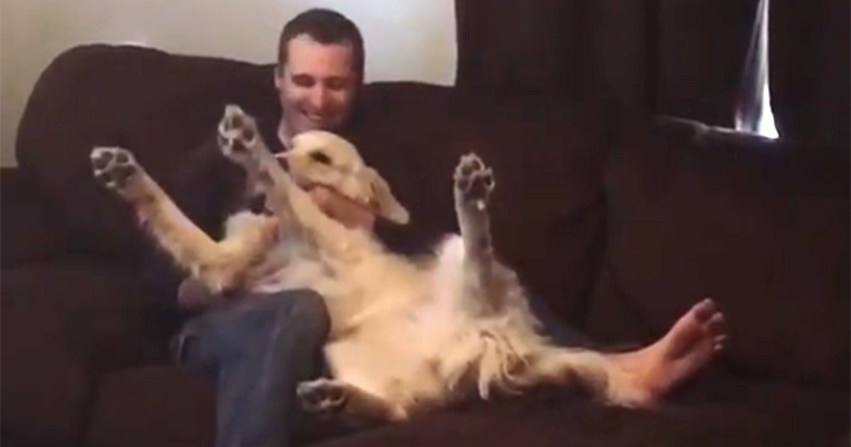 Adorable dog plays trust fall with his owner