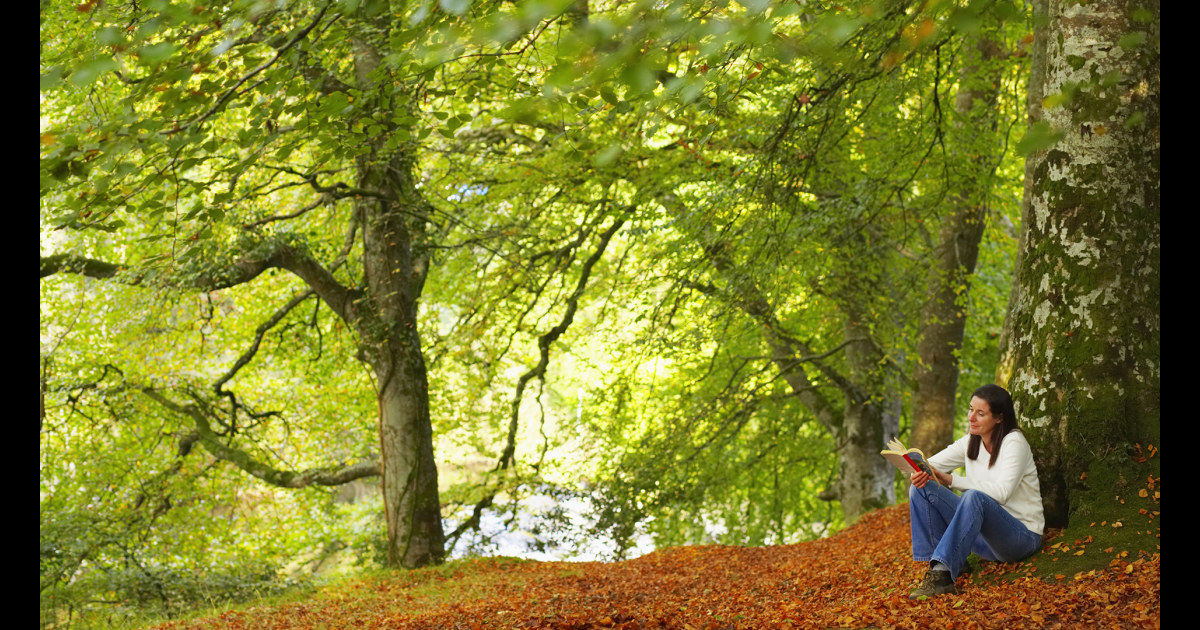 What is forest bathing? Therapy relieves stress with healing power of ...