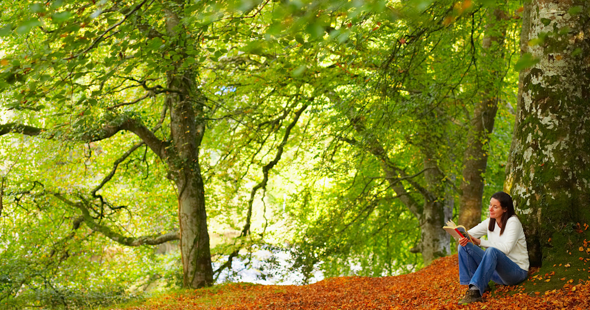 What is forest bathing? Therapy relieves stress with healing power of ...