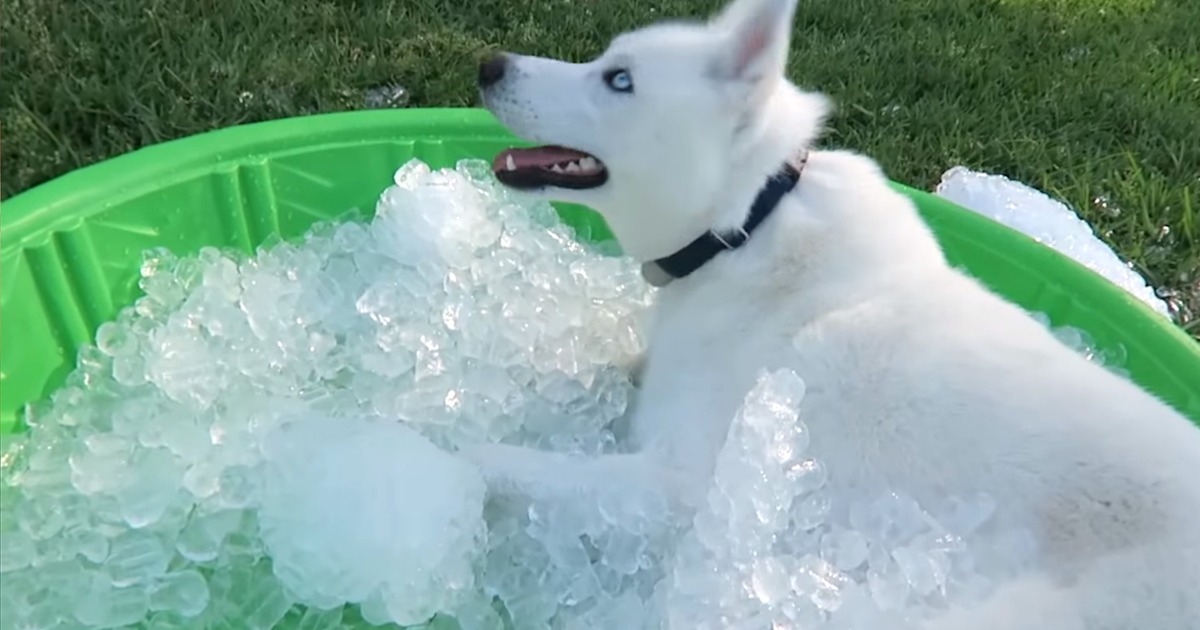 Siberian husky freaks out over a kiddie pool full of ice