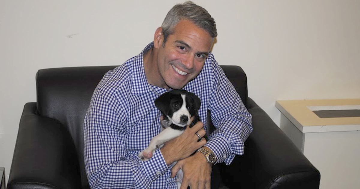 Meet Andy Cohen's rescue dog Wacha, who 'really rescued me'