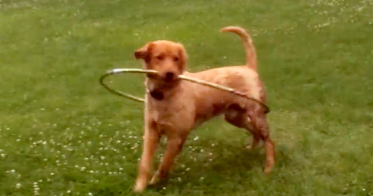Is this dog great or terrible at hula-hooping? We can't tell, but we ...
