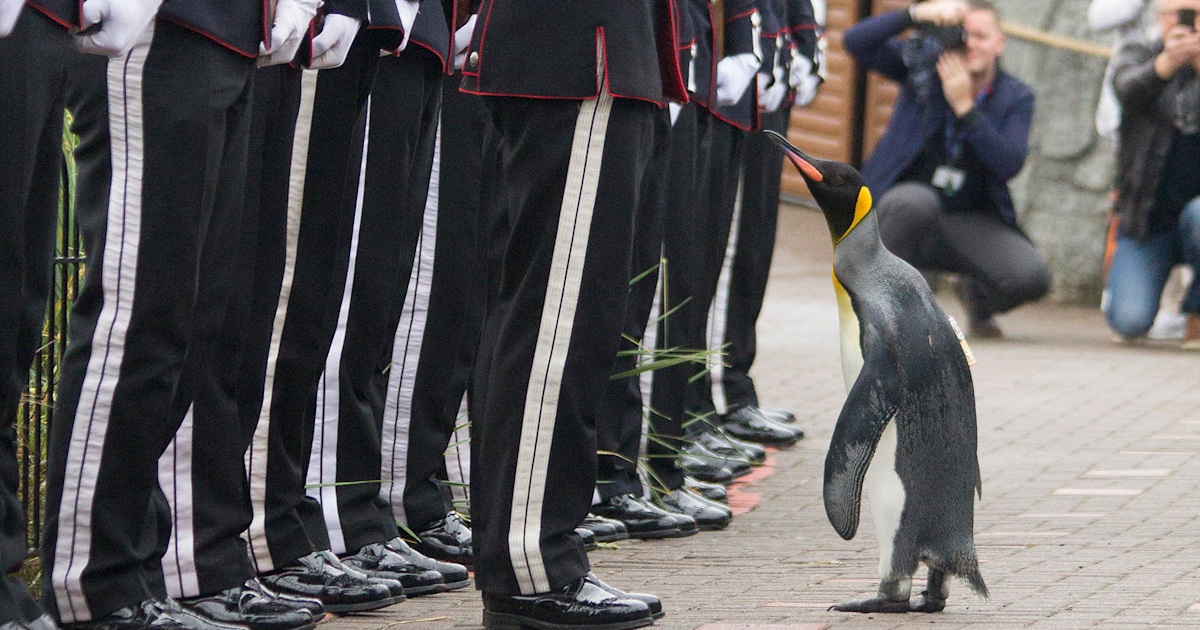 Meet Brigadier Sir Nils Olav, a penguin who 'knows how important he is'