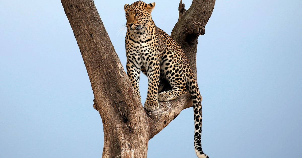 Perched leopard and more in this week's best animal pictures