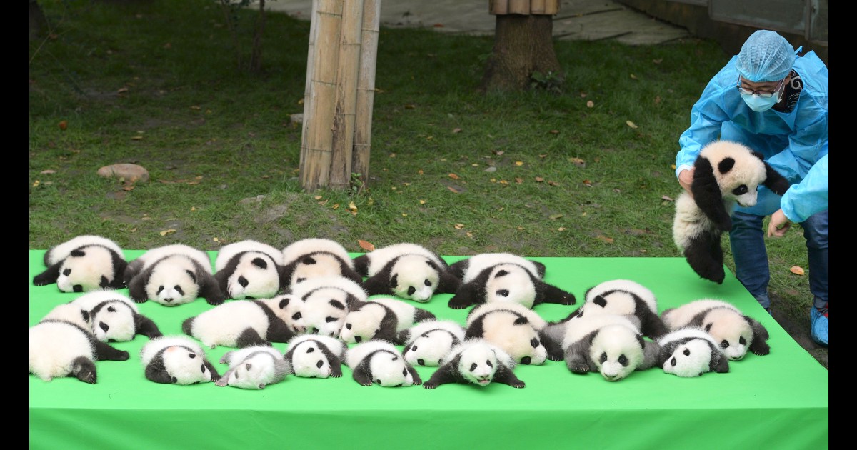 Watch 23 sweet panda cubs make their big debut!