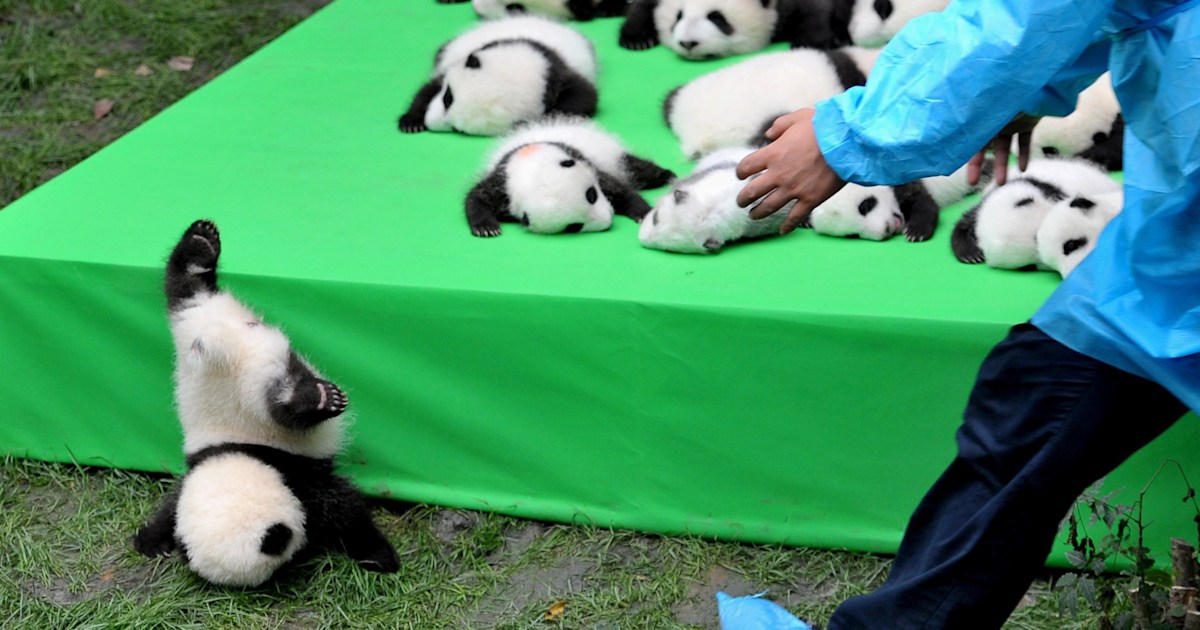 Falling panda and more in this week's best animal pictures