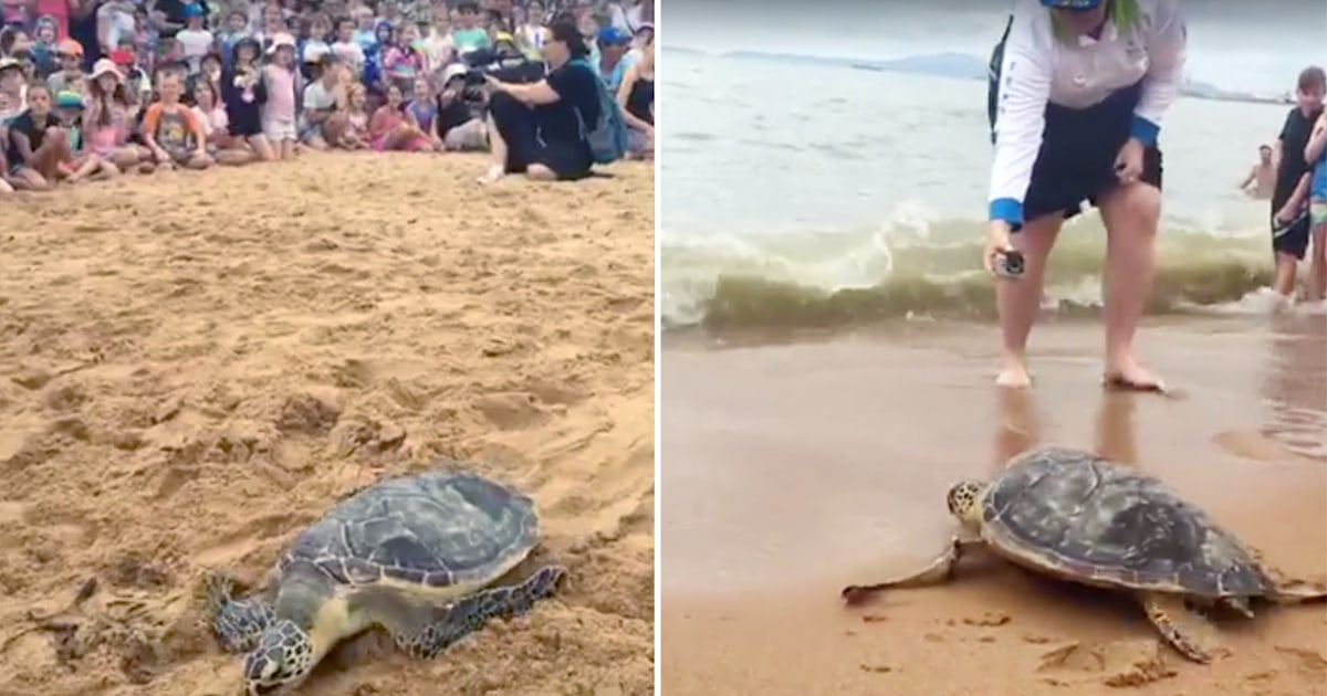 Sea turtles return home to the ocean to the roar of their own cheering ...
