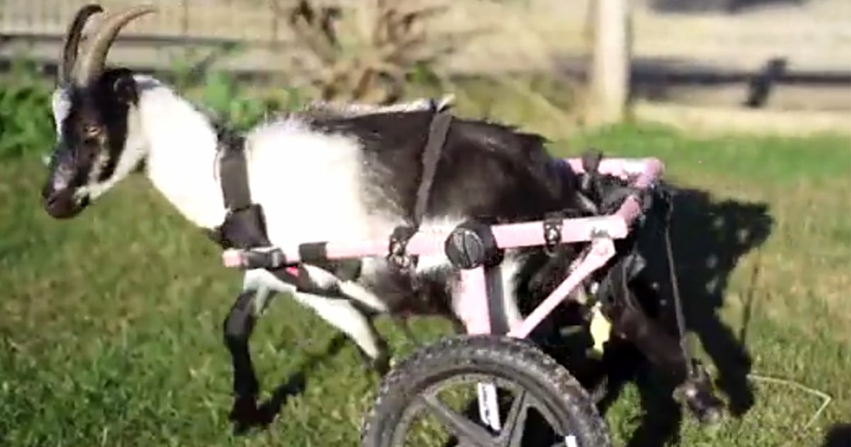 Benedict the goat rolls around in custom wheelchair