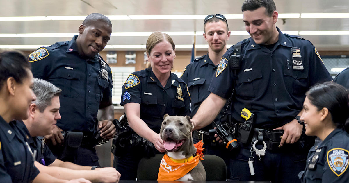 Police rescue dog from abuse and rally to find her a home