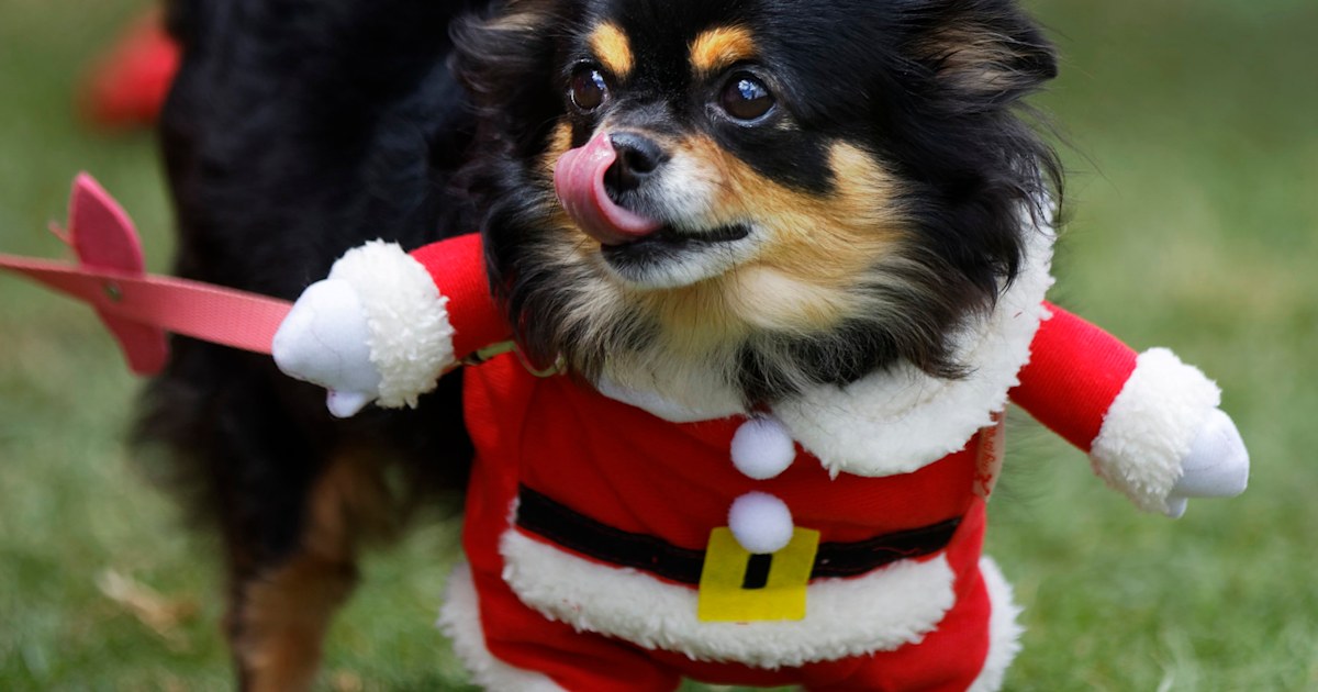 See the dog who's ready for the holidays in this week's best animal ...