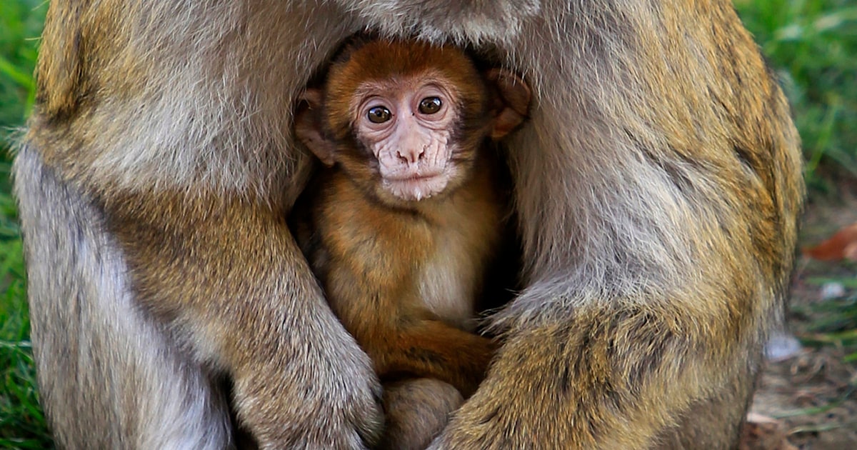 Valuable cuddle time in this week's best animal pictures