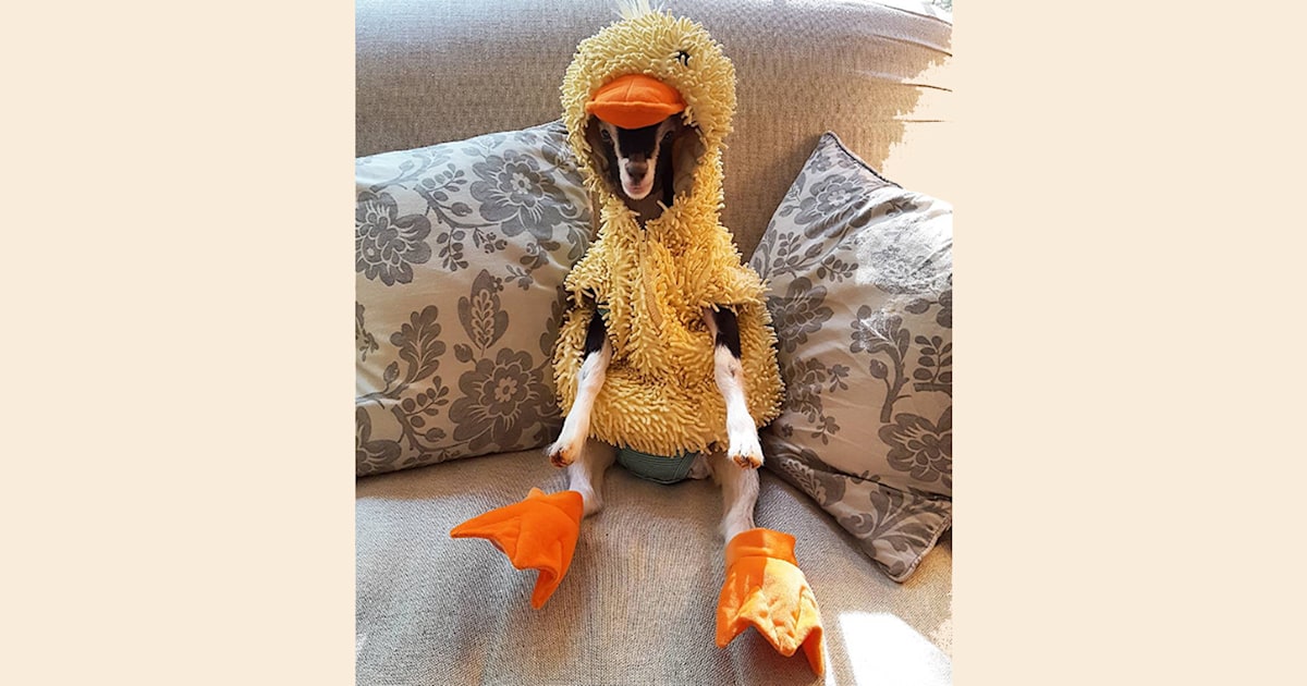 Goat with anxiety only calms down when in duck costume