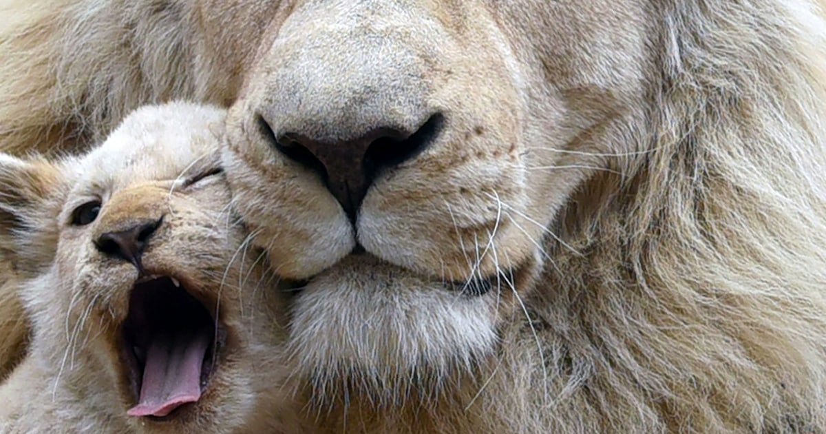 Lion cub yawns and more in this week's best animal pictures