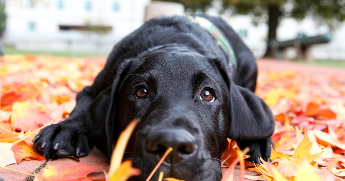Leaders of the pack! Here are the top dog names of 2016