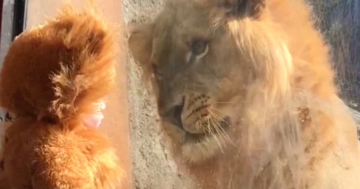Boy dressed as a lion comes face to face with the real thing at zoo