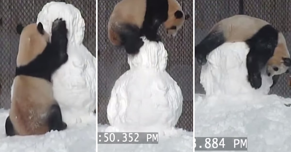 Giant panda destroys snowman zookeepers built for him
