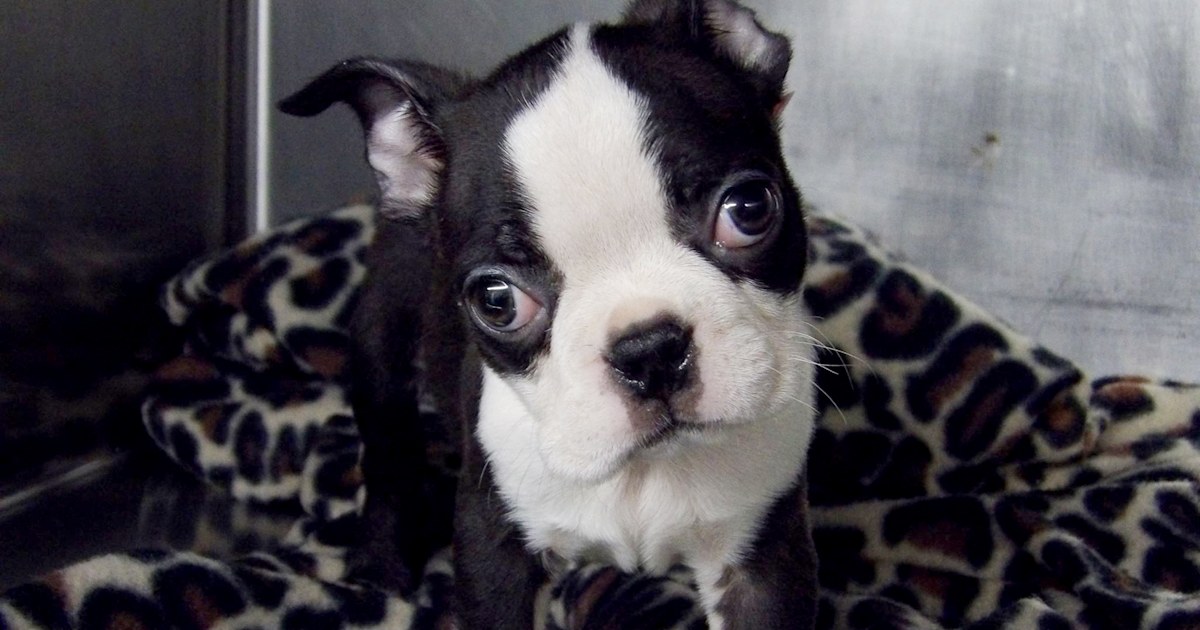 Truck of puppies crashes, sparks 'amazing' rescue mission