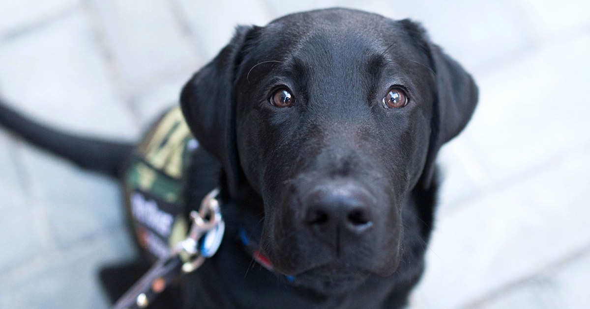 Happy anniversary, Charlie! 7 things to know about TODAY's puppy with a ...