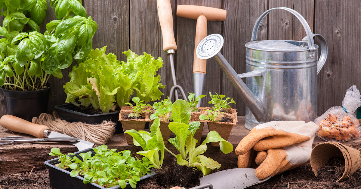 Gardening tips: A beginner's guide to planting