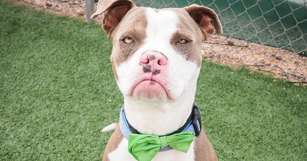 Grumpy-faced pit bull goes from unwanted to loved thanks to photographer