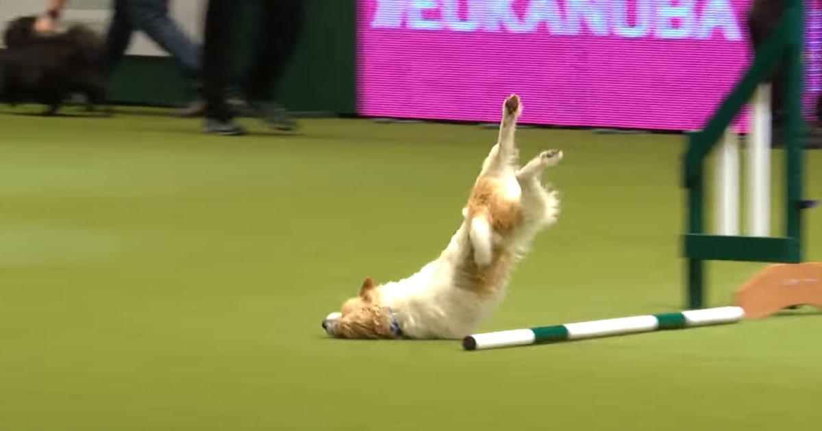 Face-planting Jack Russell wins hearts with adorably terrible dog show run