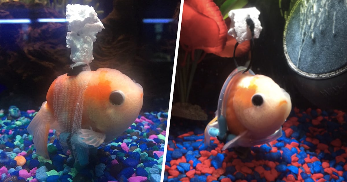 Disabled goldfish gets a tiny 'wheelchair' to help him swim