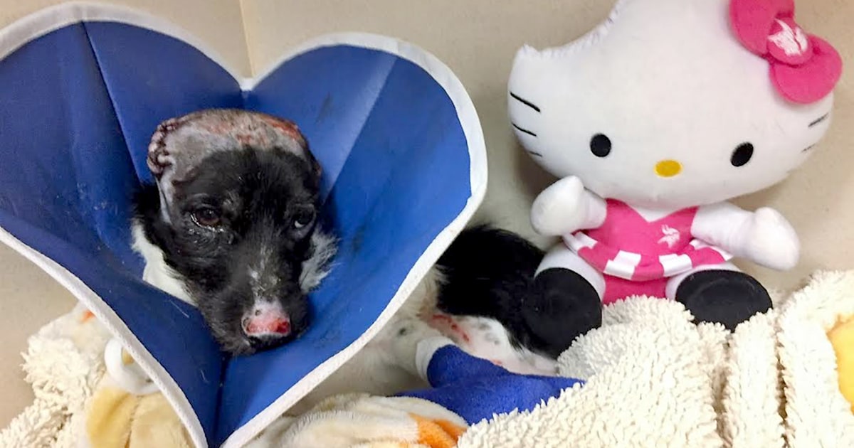 Dog who lost ears in fire gets earless Hello Kitty toy