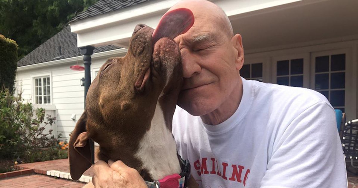 Patrick Stewart Cant Adopt Pit Bull Because The Uk Bans Them