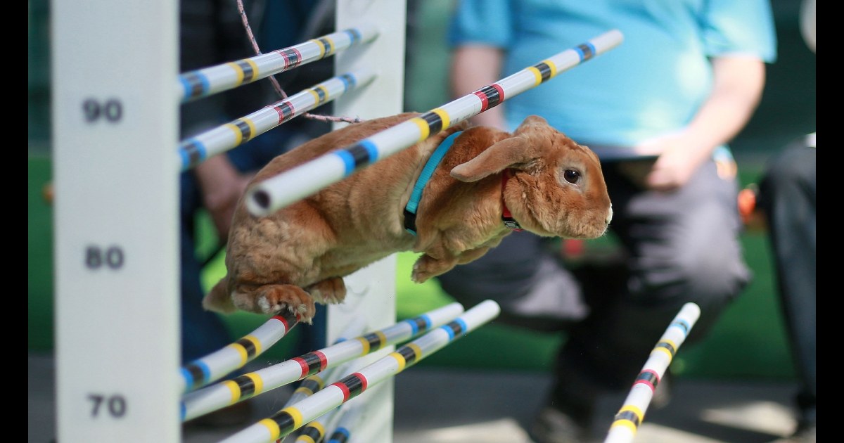 Animal Tracks: Rabbits jump through an obstacle course and it's adorable