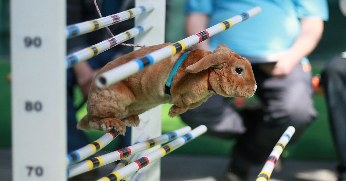 Animal Tracks: Rabbits jump through an obstacle course and it's adorable