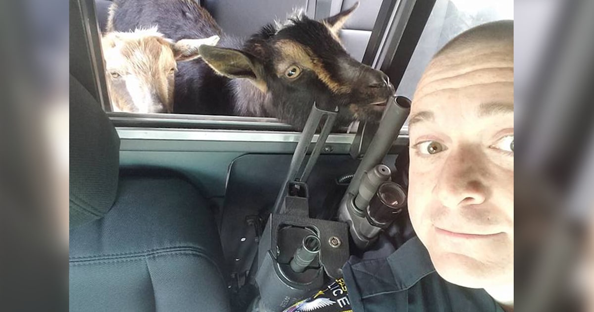 Goats on the lam! How they wound up on a joyride with police